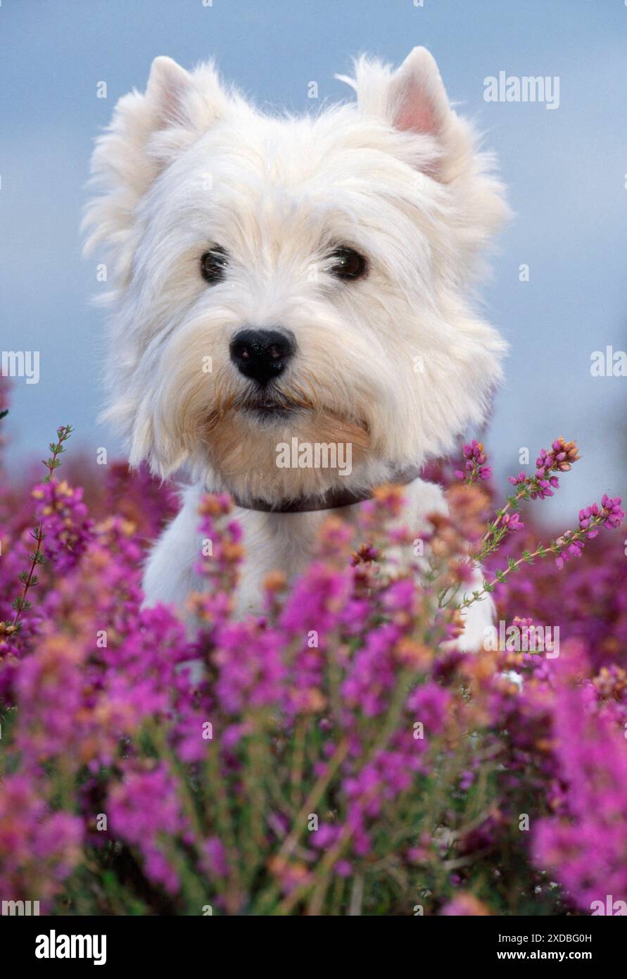West highland white terrier DOG in heather flowers Stock Photo - Alamy