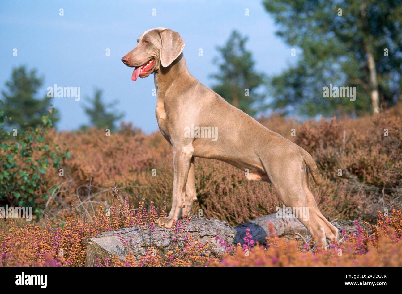 Weimaraner dog hi-res stock photography and images - Alamy