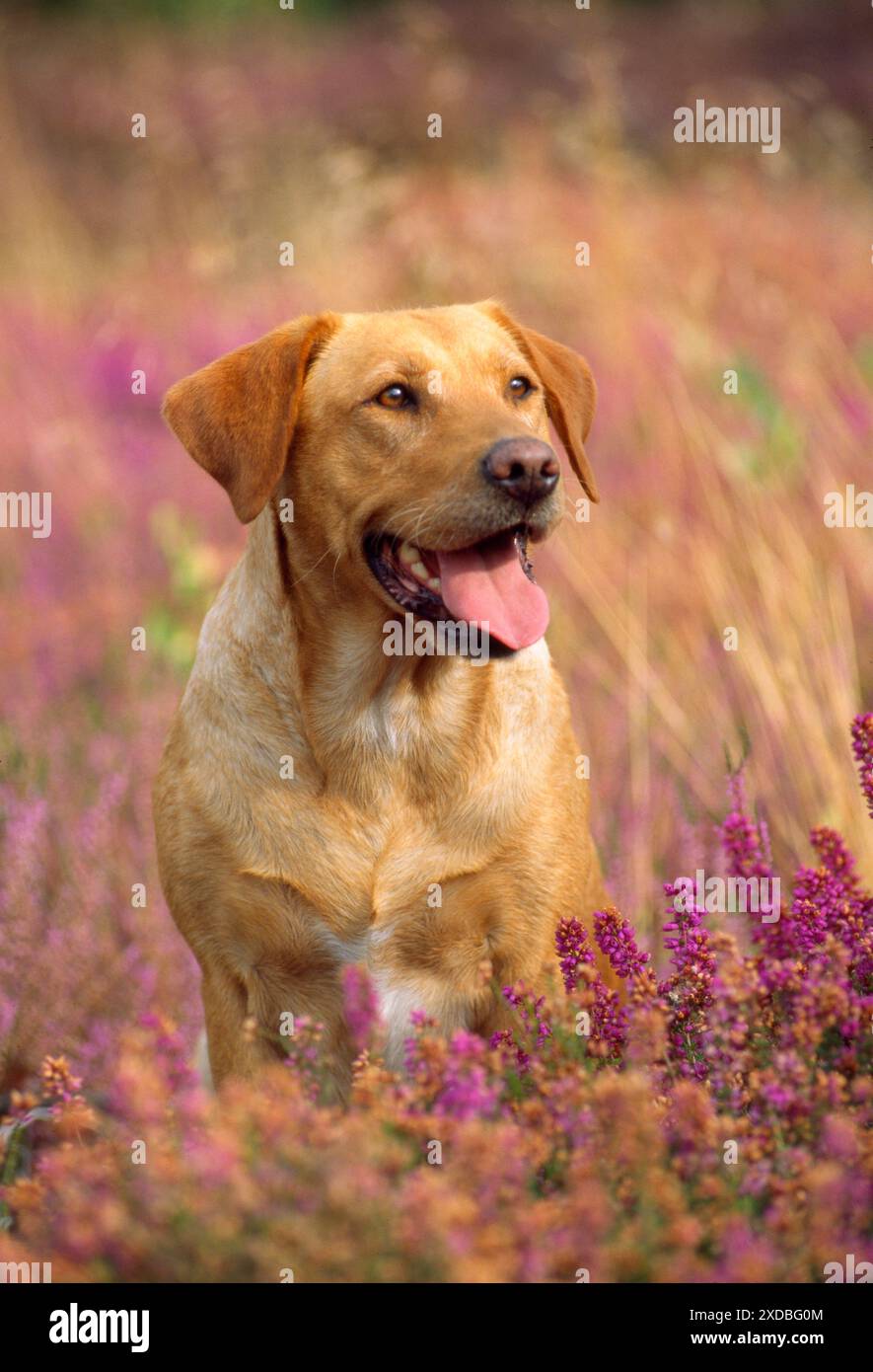 Lab With Tongue Out Labrador Retriever's Pure Delight When Great