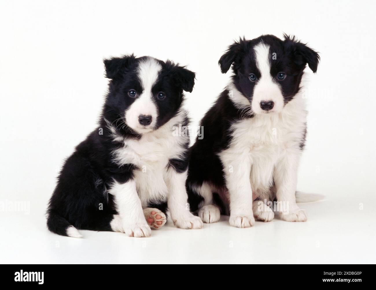 Border Collie Dog - puppies Stock Photo - Alamy