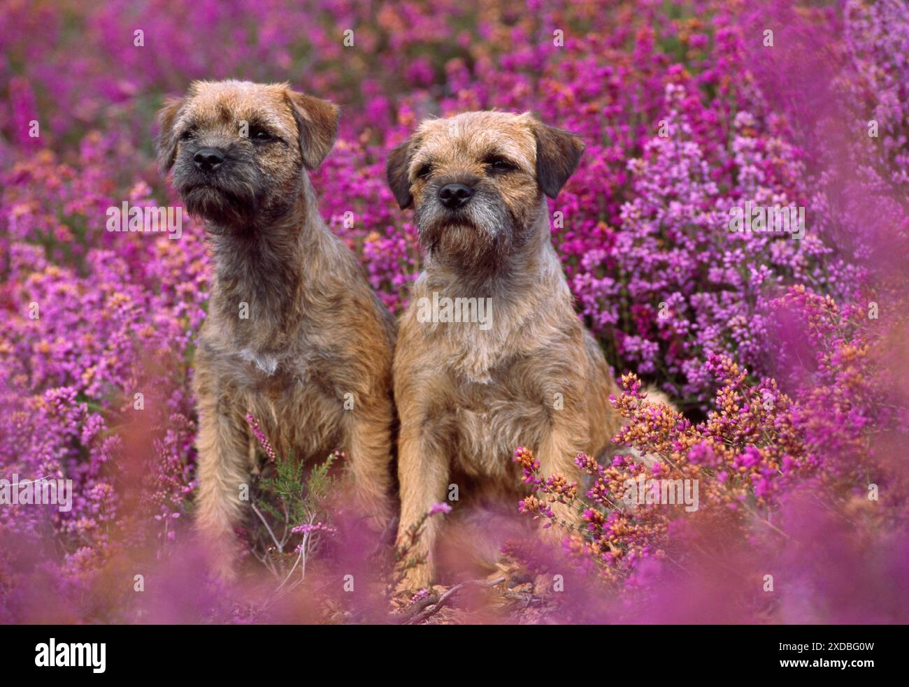 DOG - Border Terriers Stock Photo - Alamy