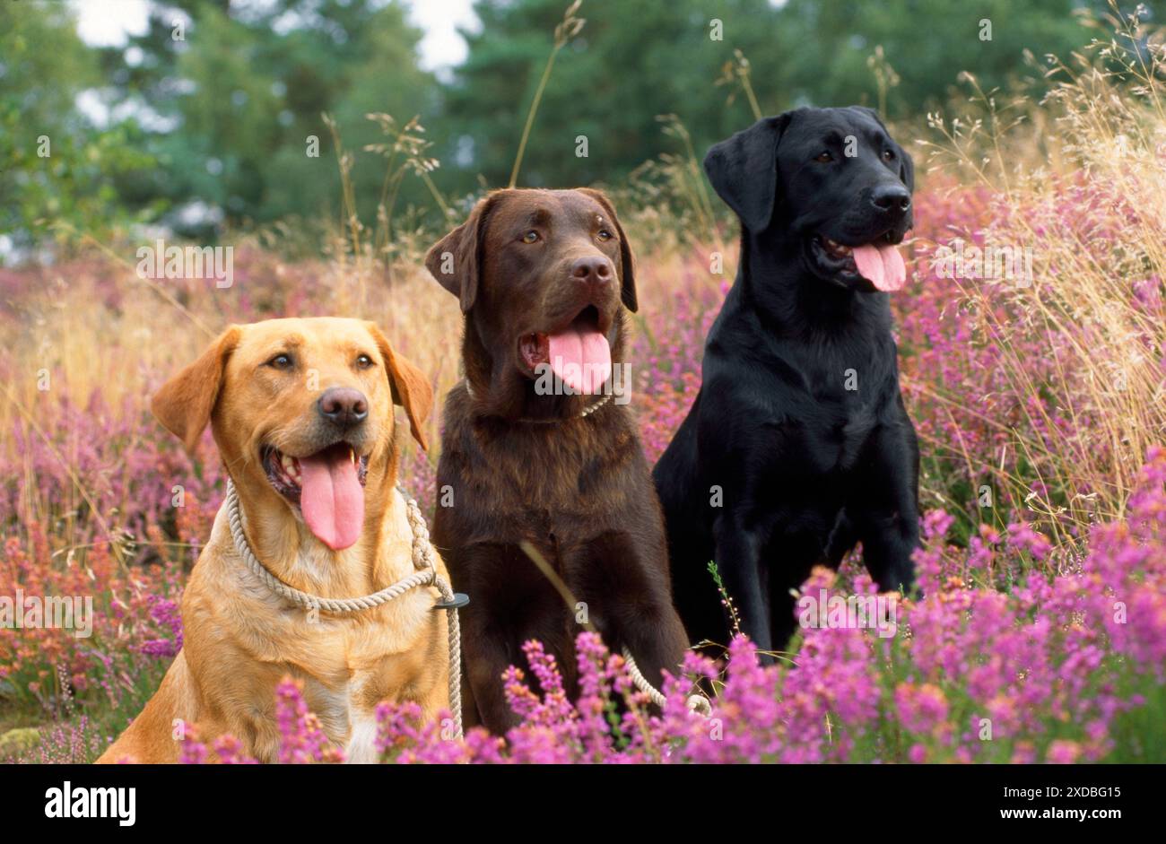 Yellow Chocolate & Black Labrador Dogs Stock Photo - Alamy
