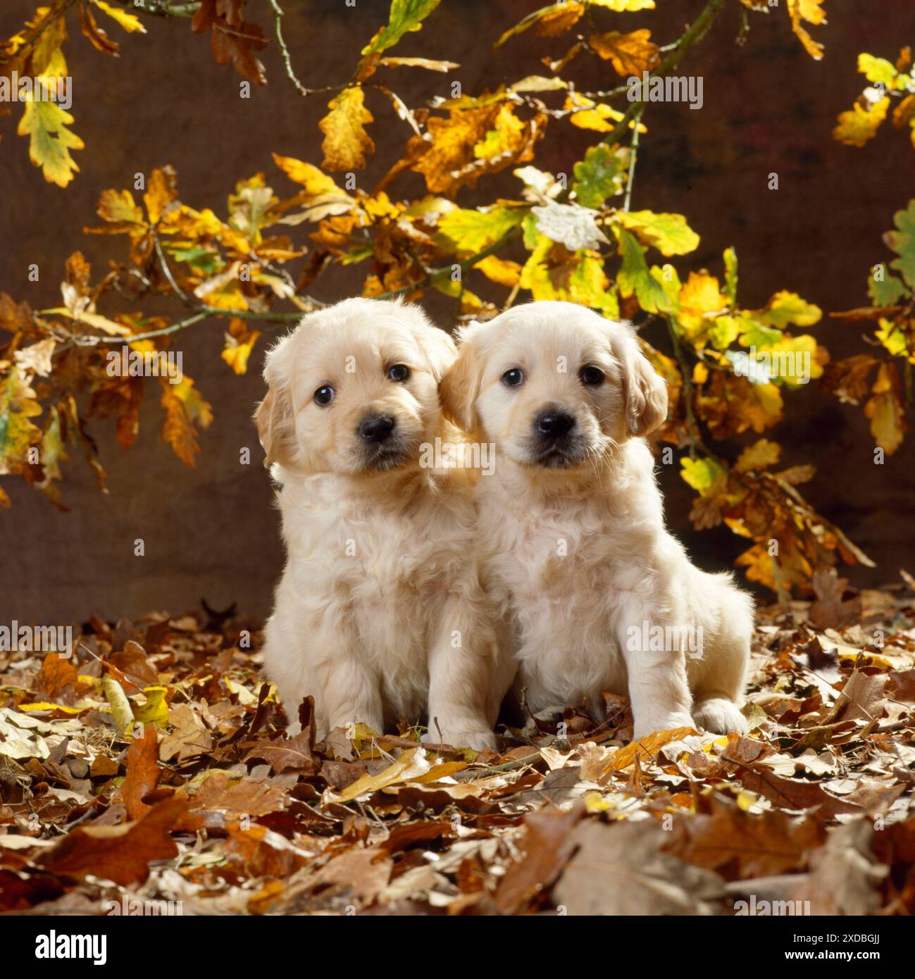 Golden retriever in autumn leaves hi-res stock photography and images ...