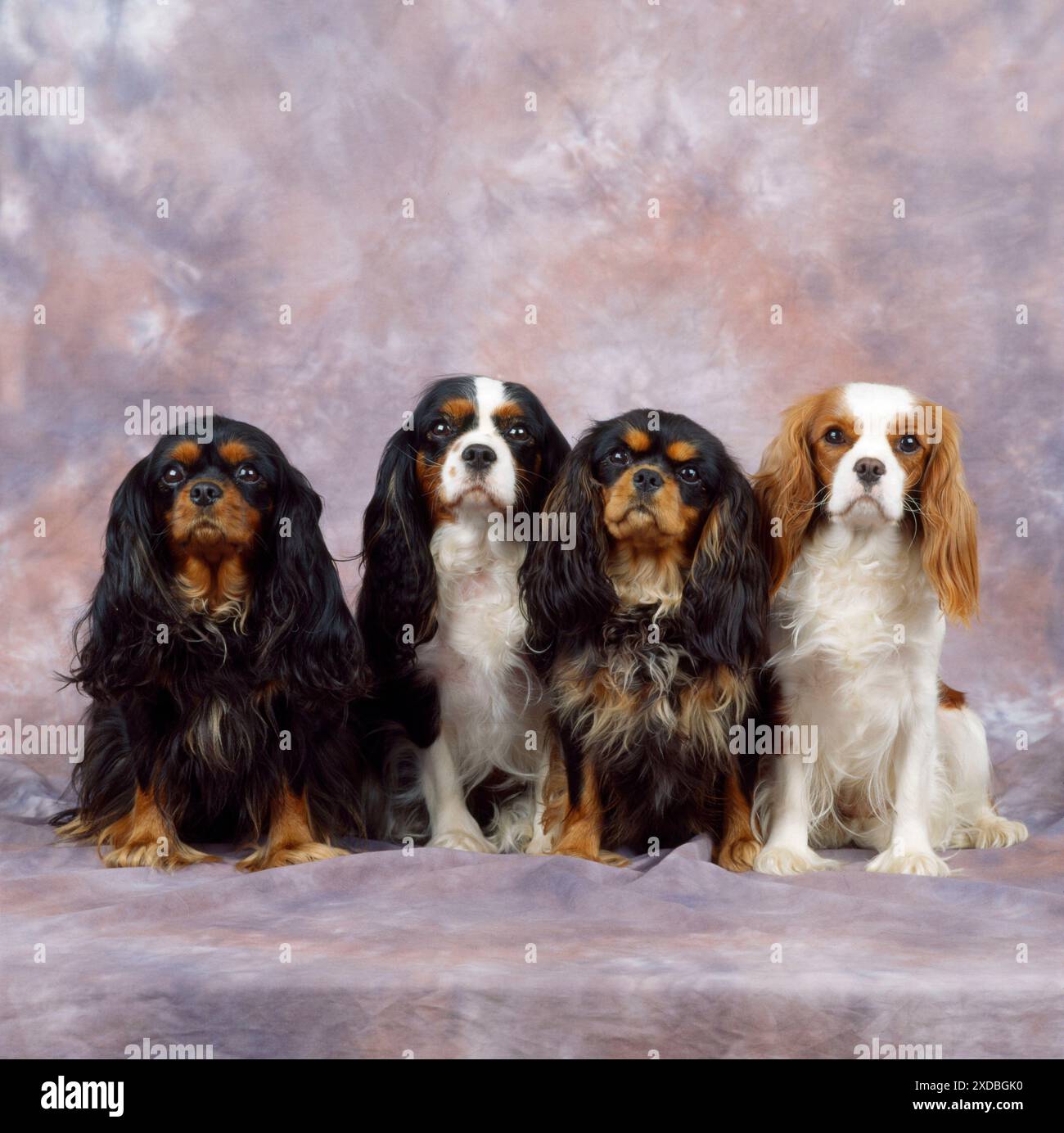 Cavalier King Charles Spaniel Dog Stock Photo - Alamy