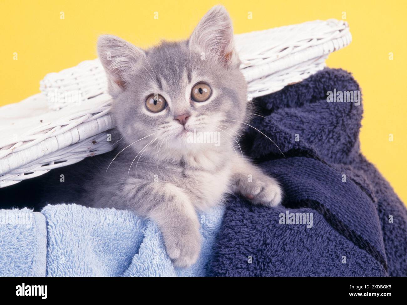 CAT - Kitten in Laundry Basket Stock Photo - Alamy