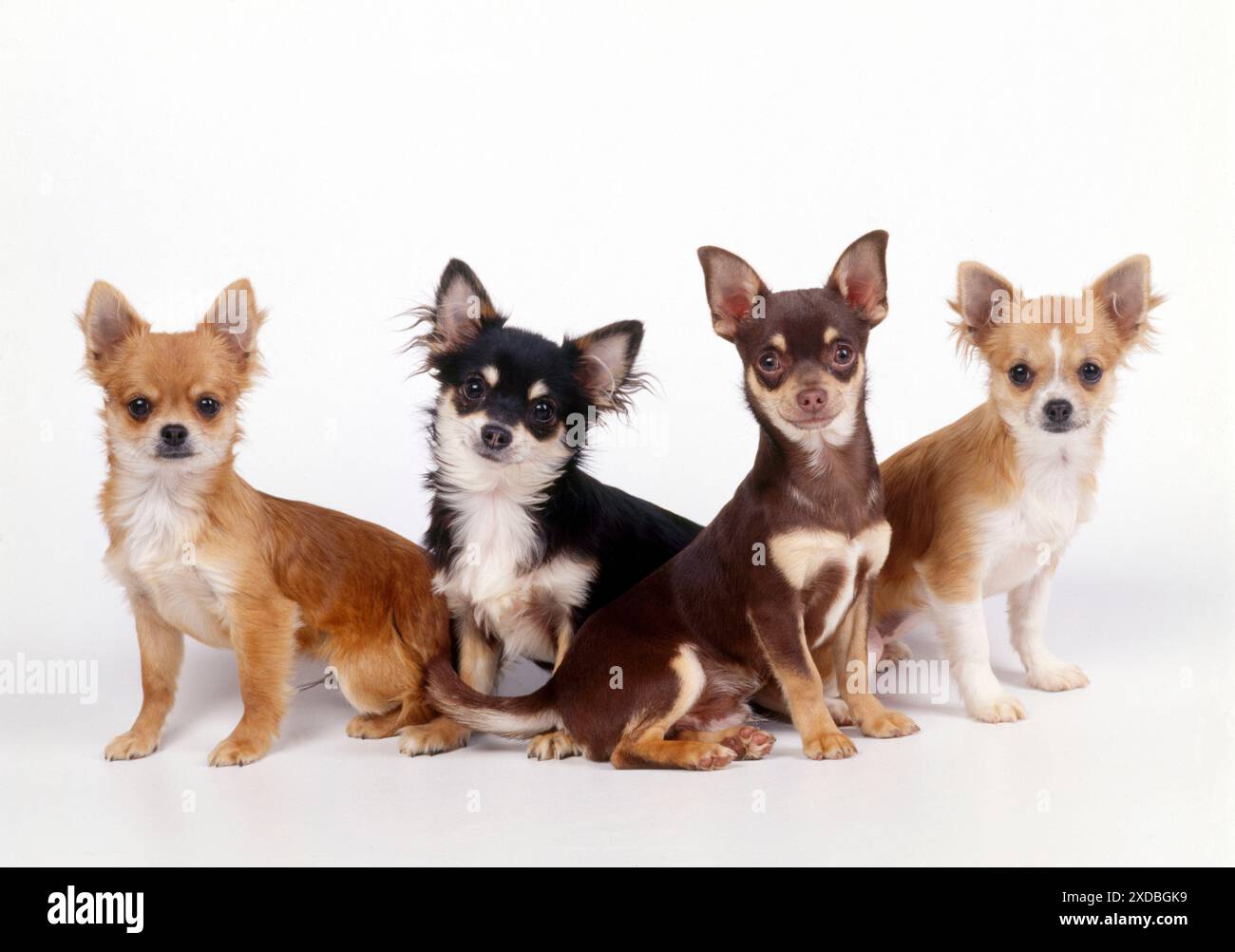FOUR CHIHUAHUA DOGS Stock Photo - Alamy