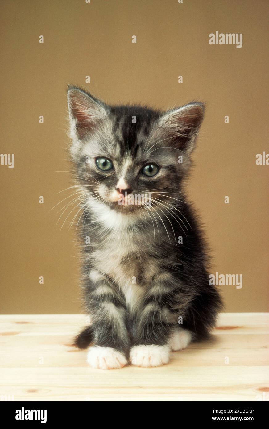 Pet sitting cat hi-res stock photography and images - Alamy