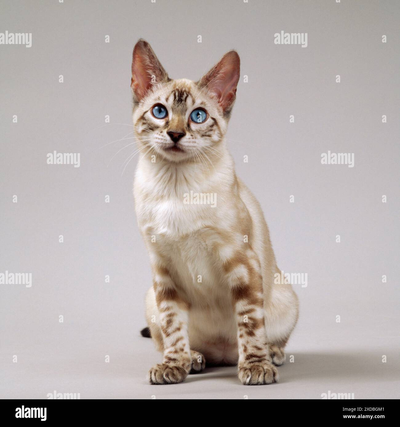 Snow Marble Bengal Cats