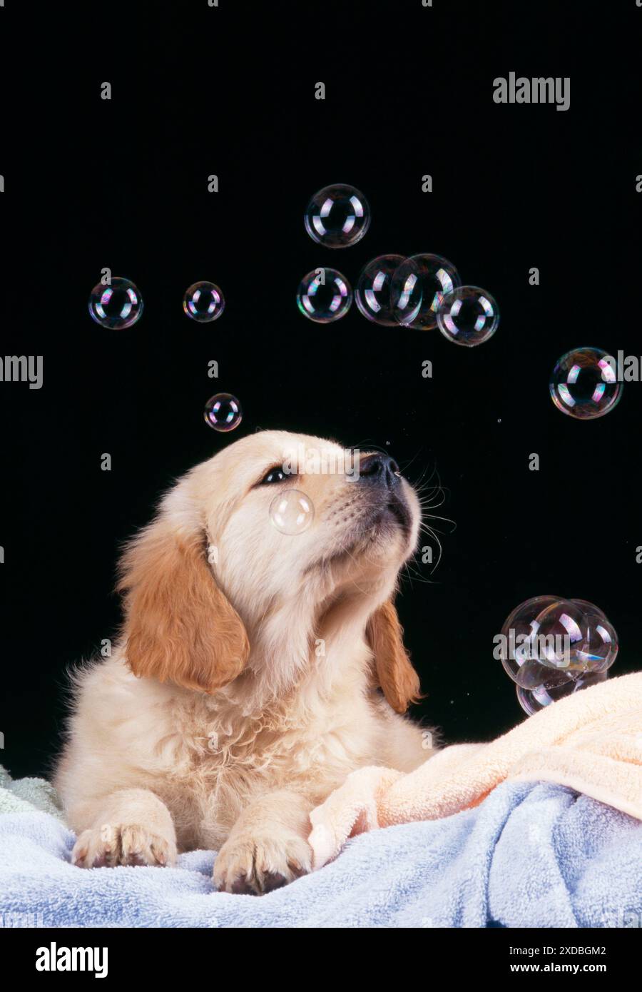 The puppy puppies hi-res stock photography and images - Alamy