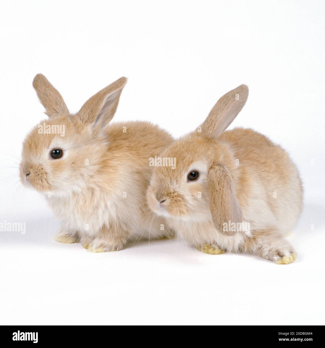 Rabbit - x2 three weeks old Stock Photo - Alamy