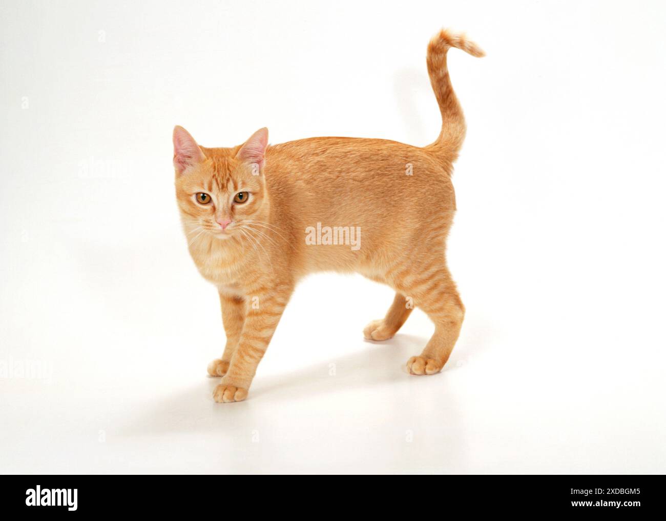 Asian mammals hi-res stock photography and images - Alamy