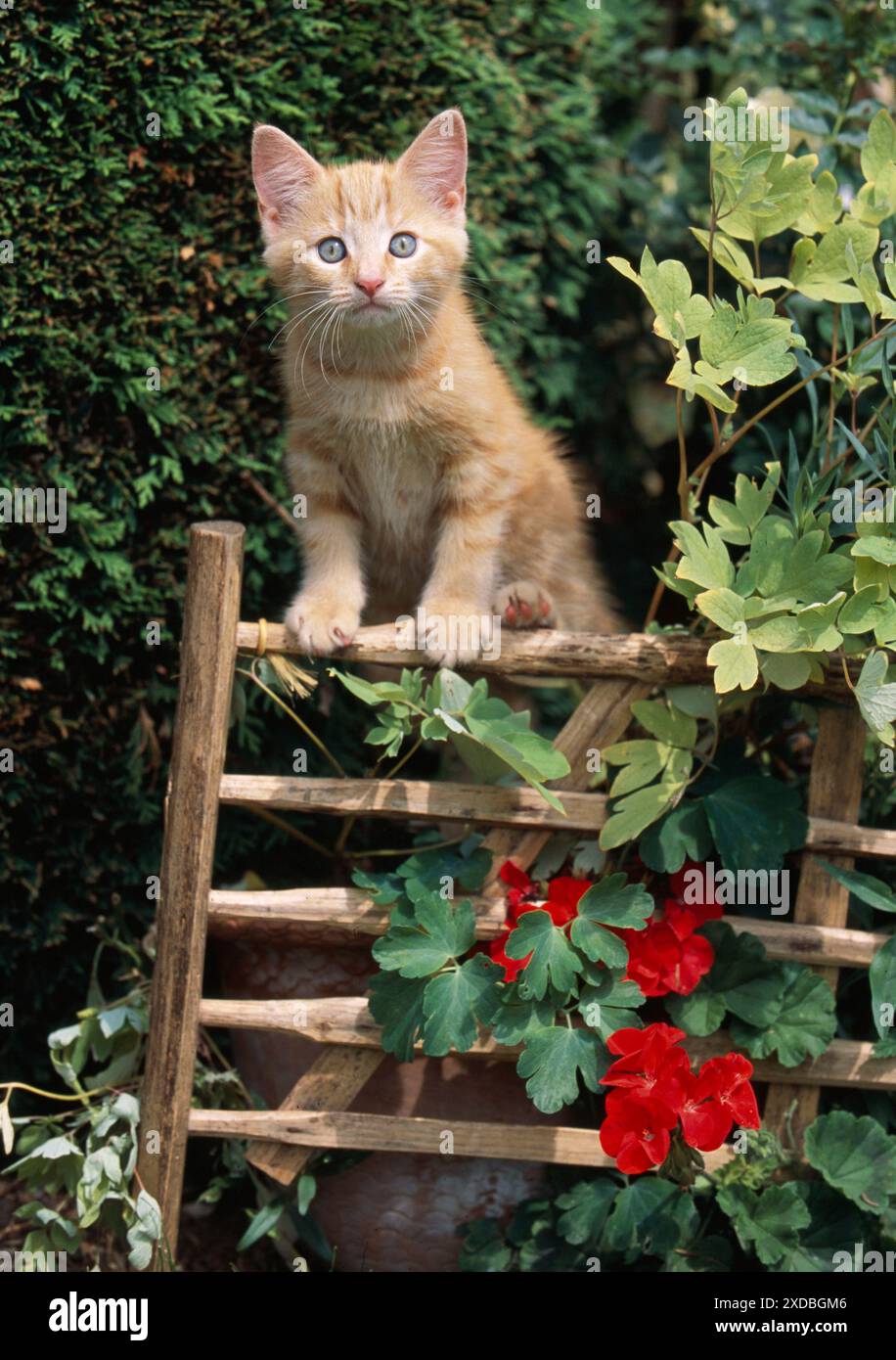 Ginger cat paws hi-res stock photography and images - Alamy