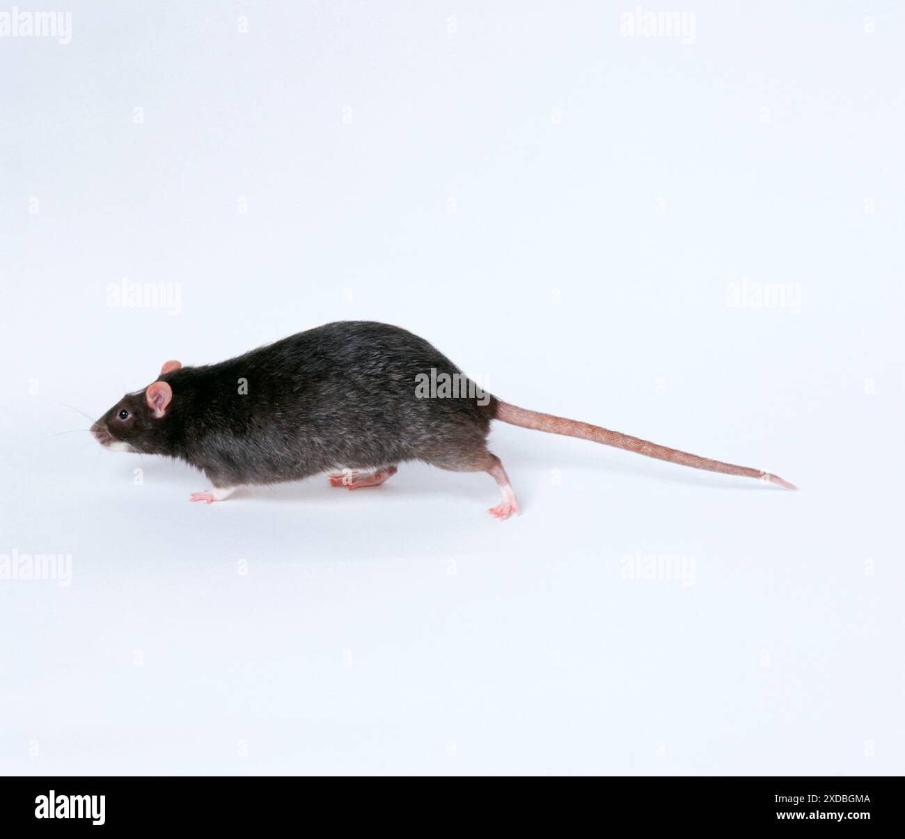 Black rat hi-res stock photography and images - Alamy