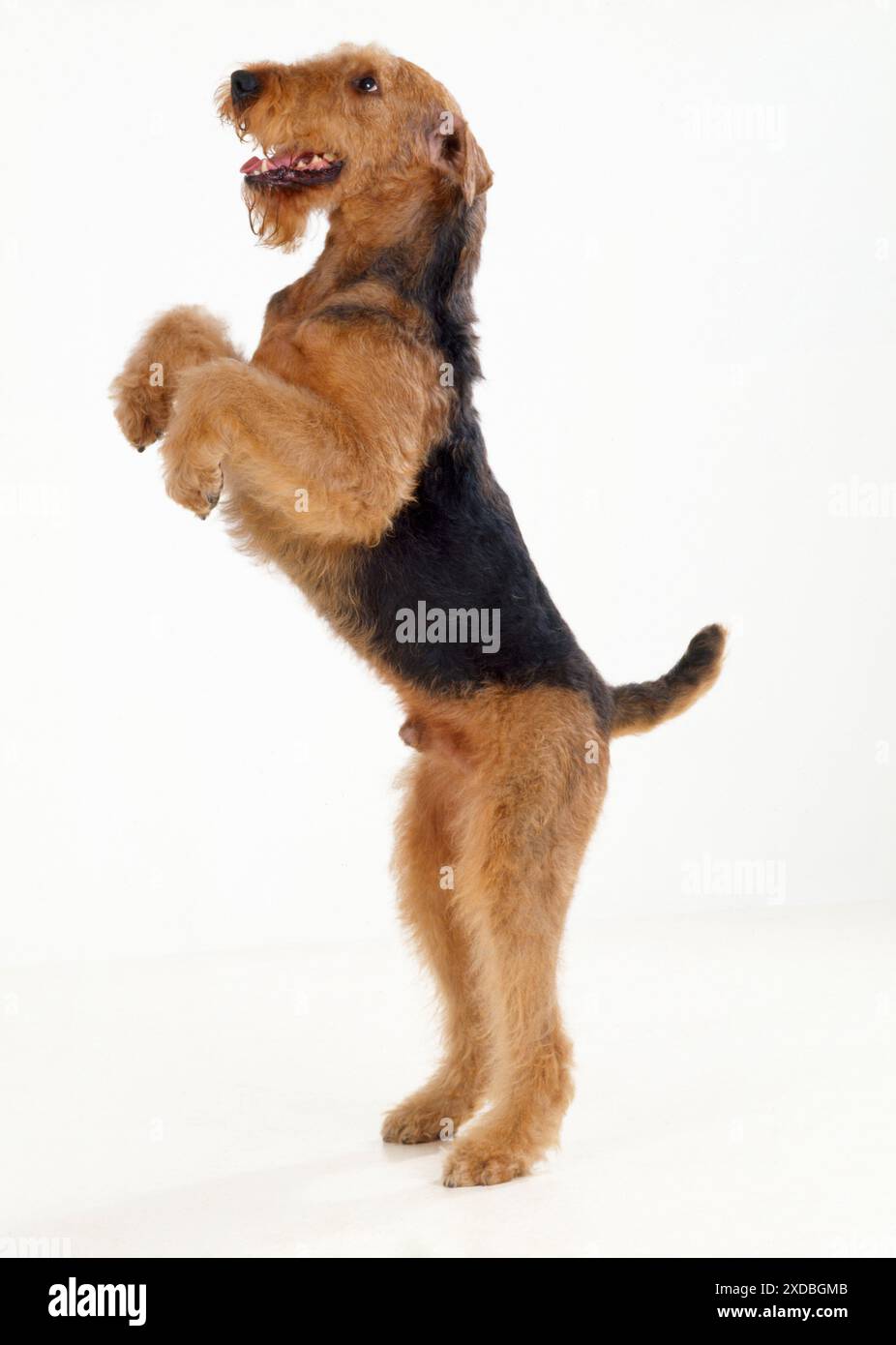 Hind legs animal hi-res stock photography and images - Alamy