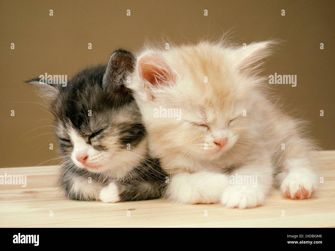 CAT - two kittens asleep Stock Photo - Alamy