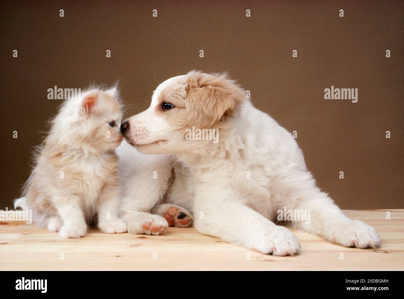 DOG - puppy and kitten, touching noses Stock Photo - Alamy