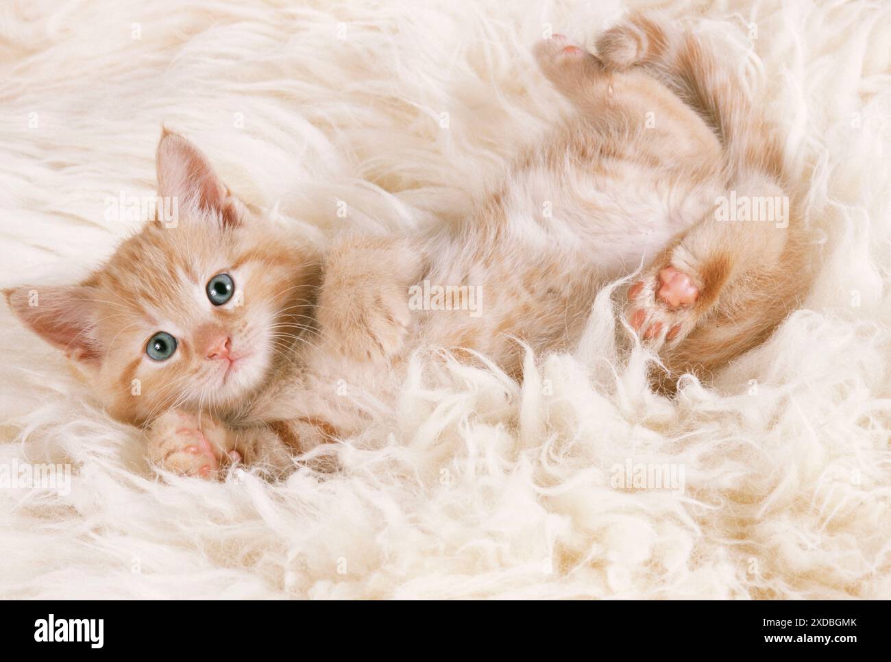 CAT - ginger kitten, lying on back on rug Stock Photo - Alamy