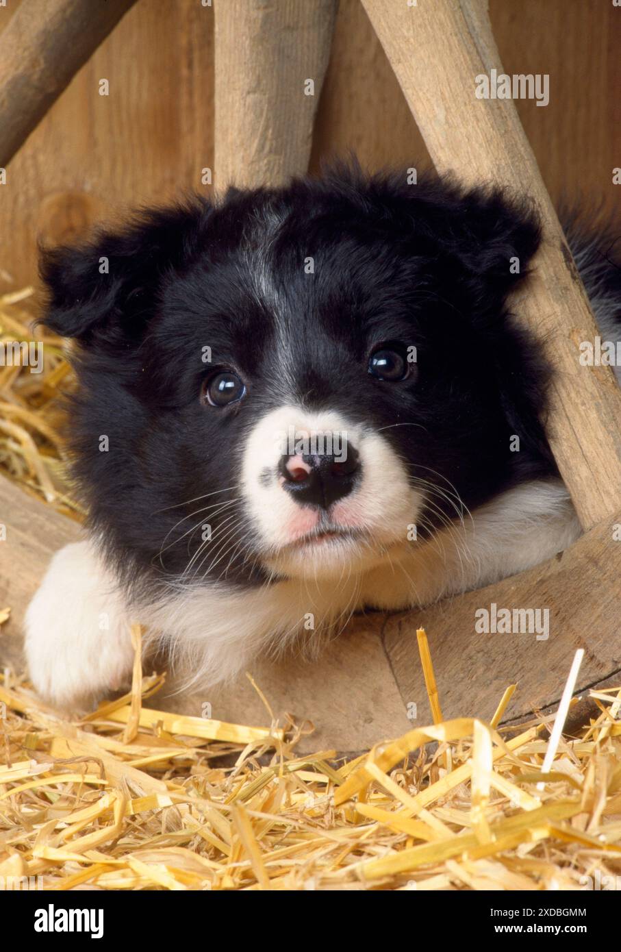 Border Collie Dog - puppy & wheel Stock Photo - Alamy