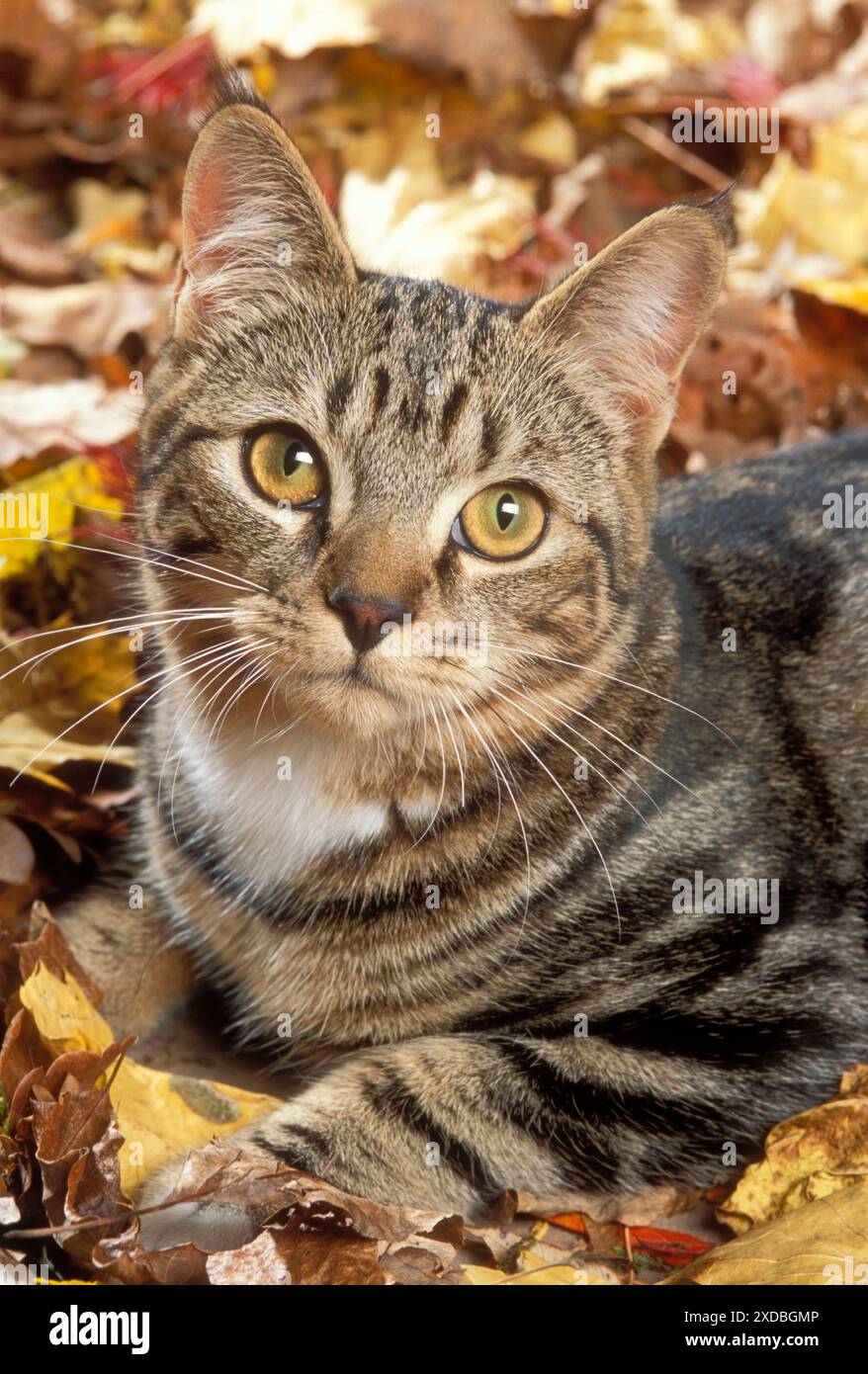 CAT - Tabby cat close-up in autumn setting Stock Photo - Alamy