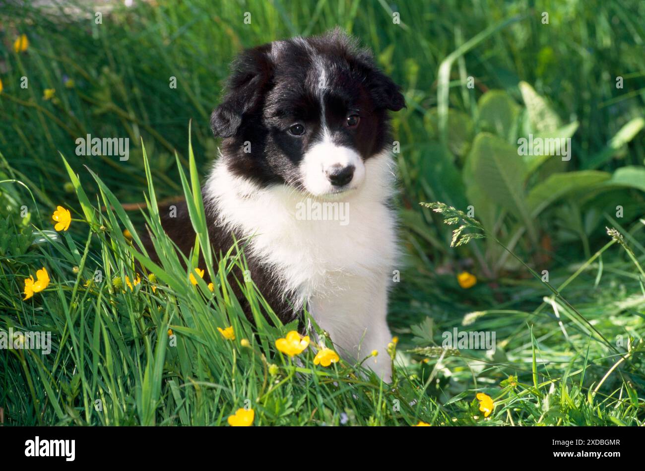 Cute puppy dog border collie hi-res stock photography and images - Alamy