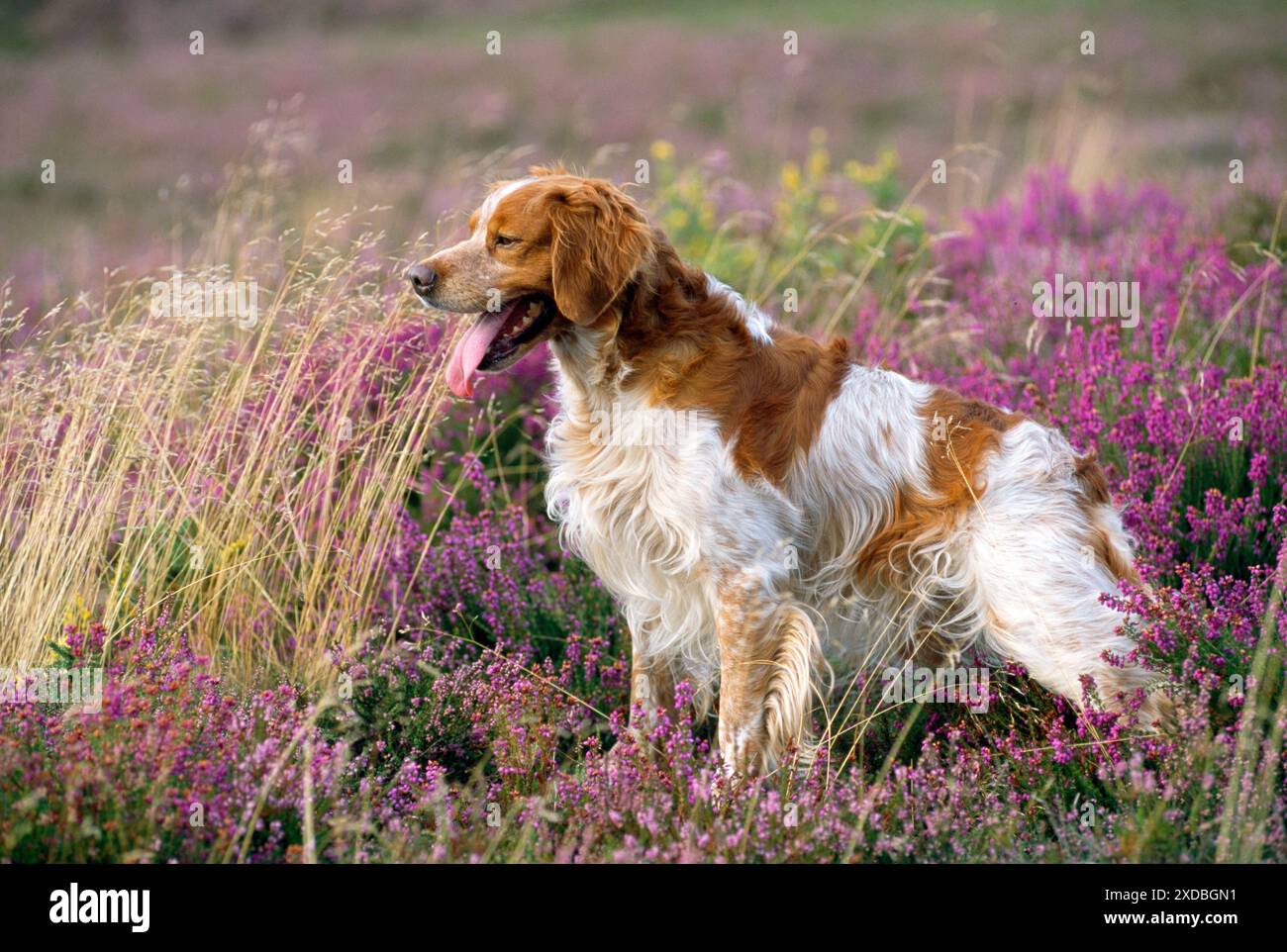 BRITTANY DOG - side view in heath Stock Photo - Alamy