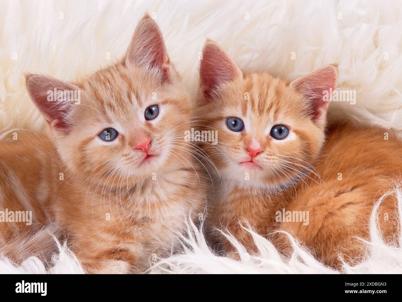 CAT - ginger kittens, two on rug Stock Photo - Alamy