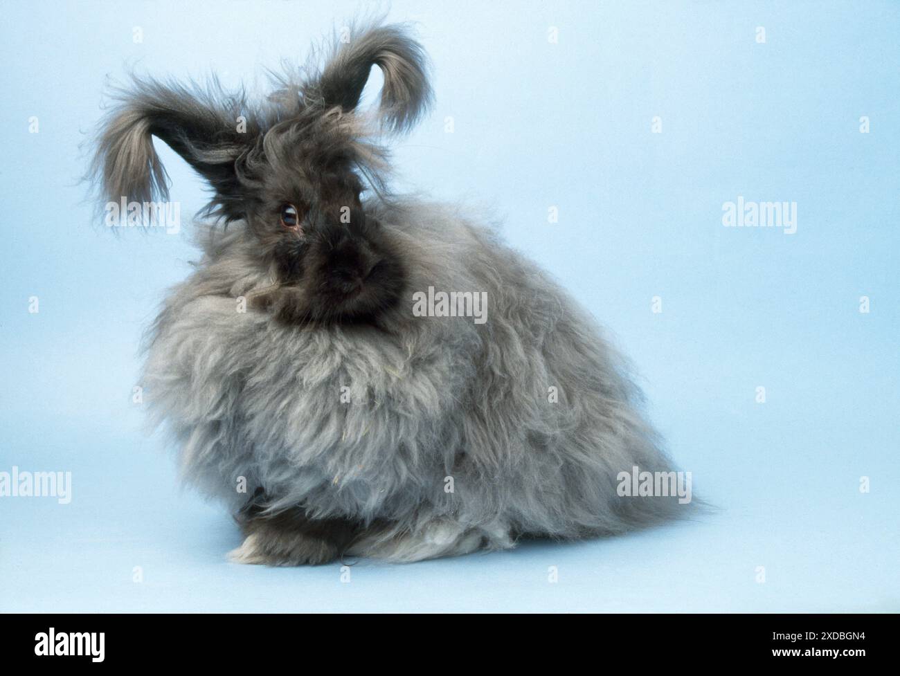 RABBIT - ANGORA Stock Photo - Alamy