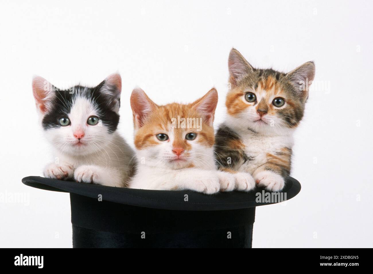 CAT - three kittens in top hat Stock Photo - Alamy