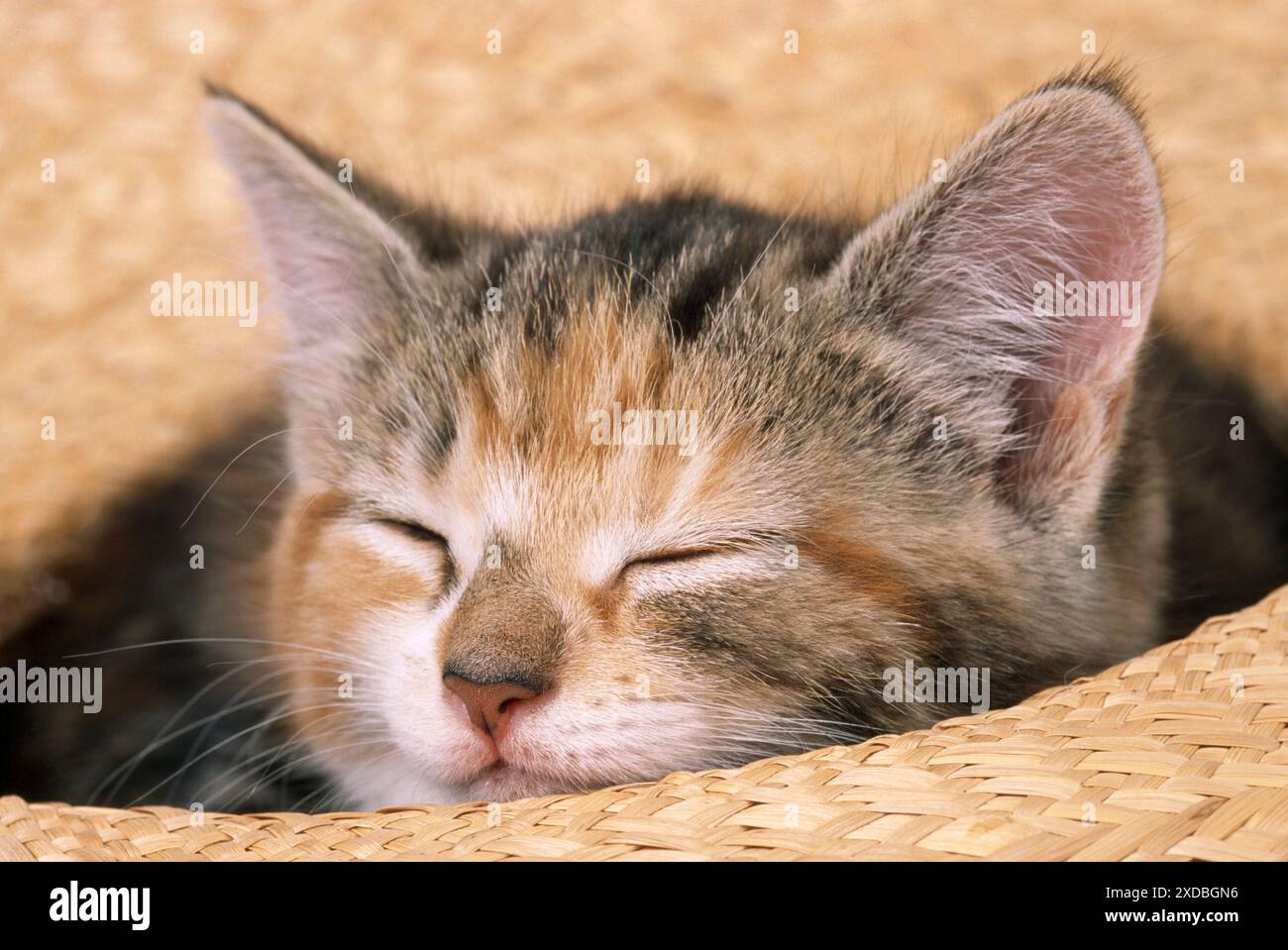 CAT - kitten asleep in straw hat Stock Photo - Alamy
