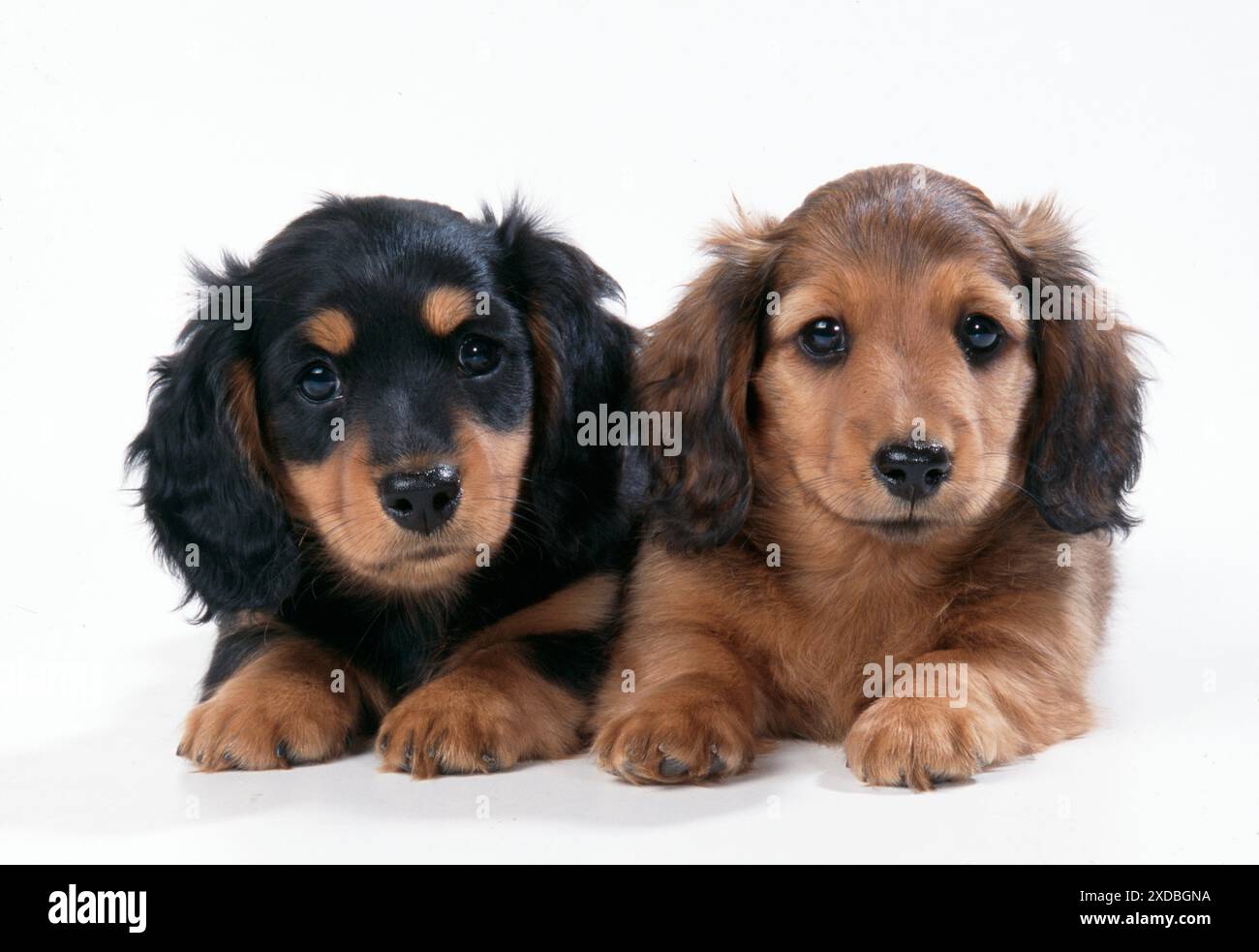 DOG - Minature long-haired dachshund / Teckel puppies Stock Photo - Alamy