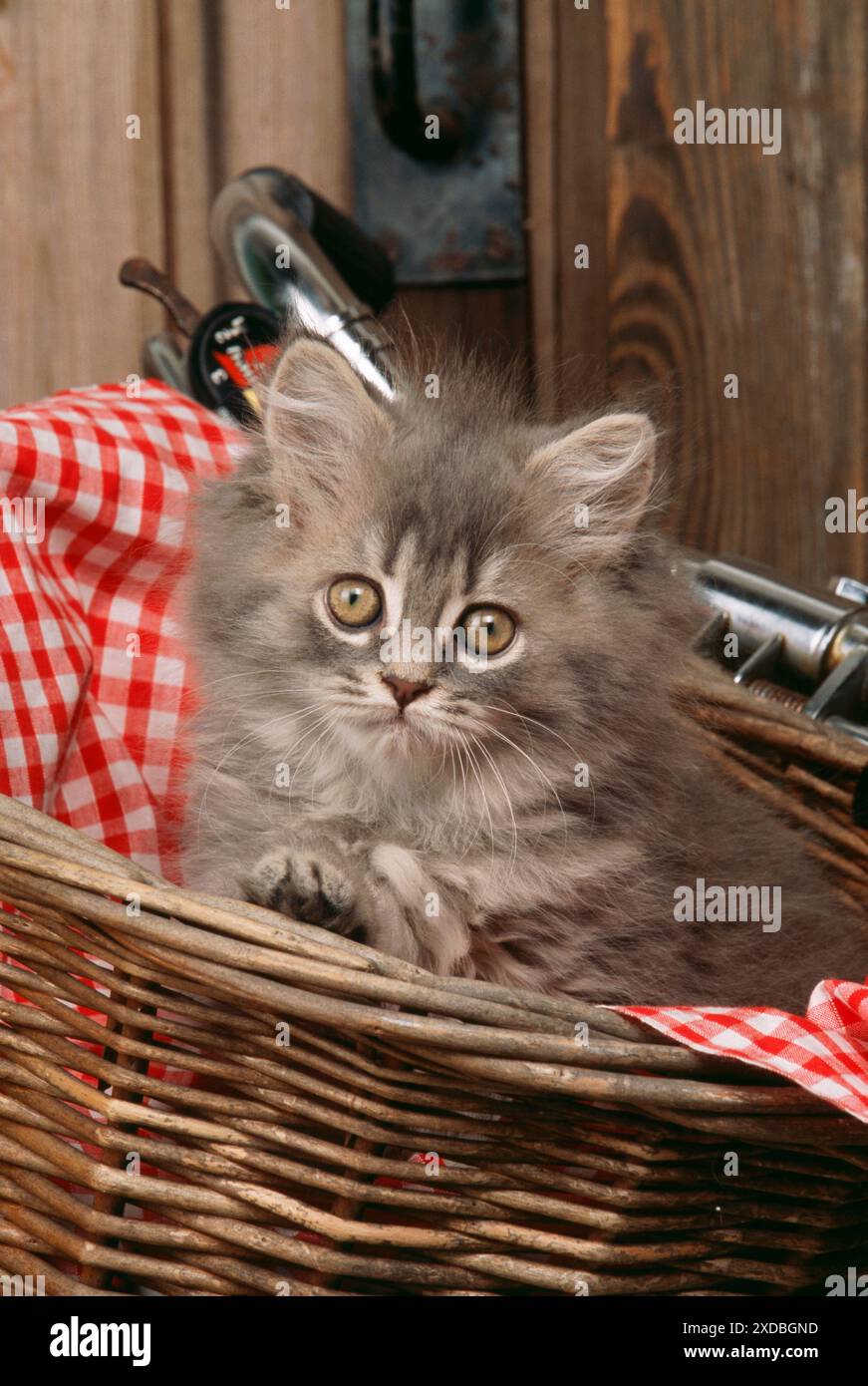 CAT - kitten in basket on bicycle Stock Photo - Alamy