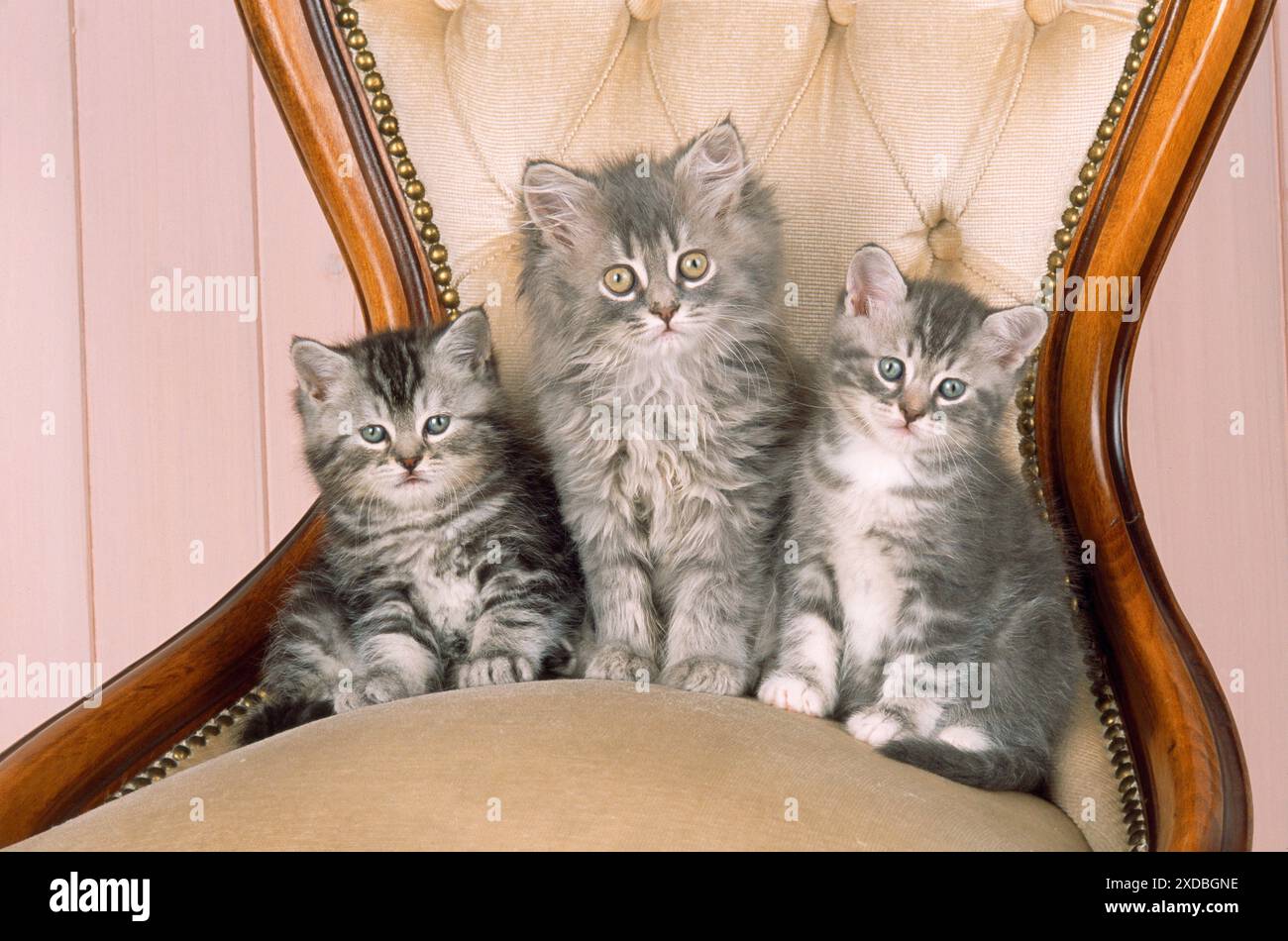 CAT - three kittens on a chair Stock Photo - Alamy