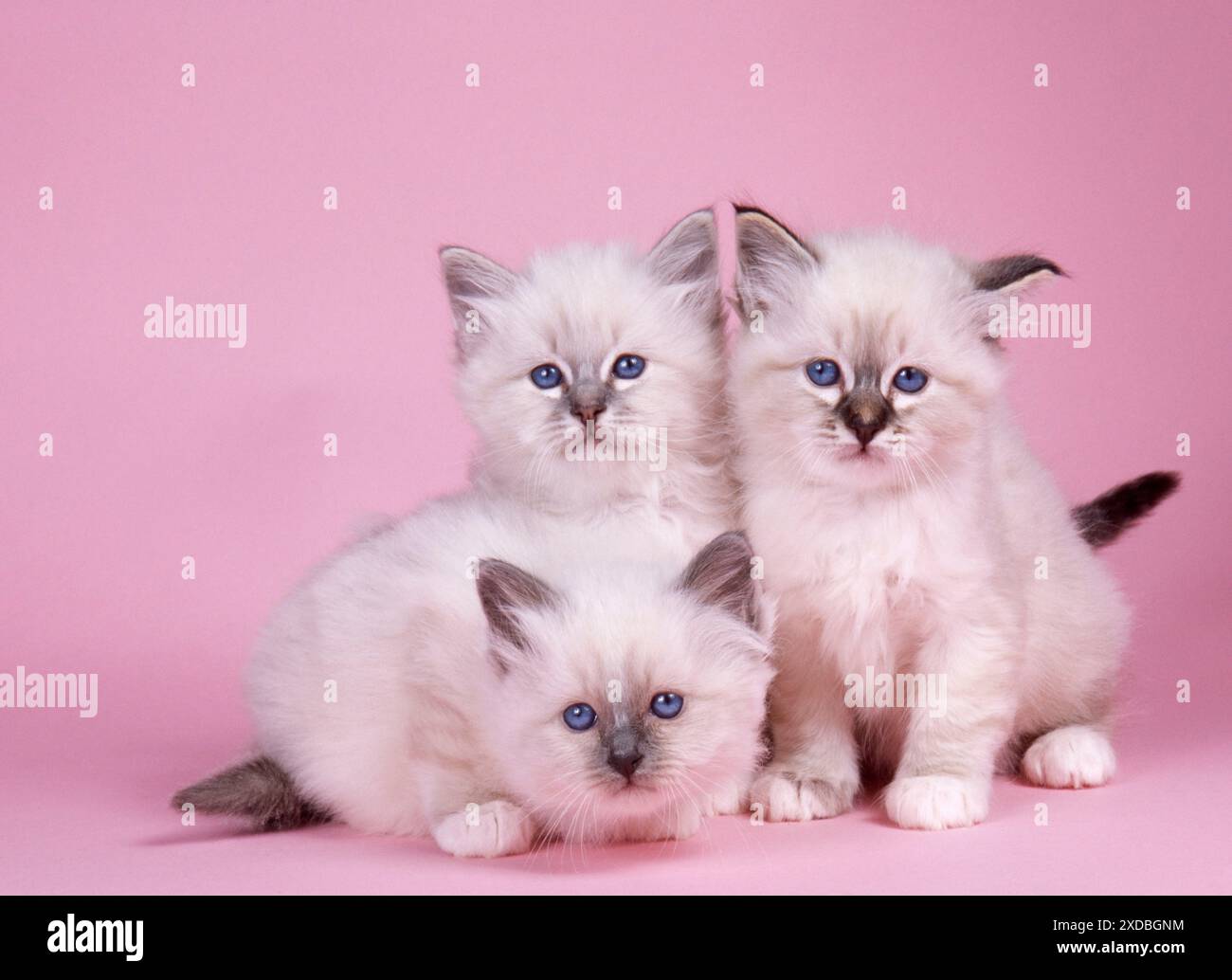 CATS - Blue Tabby, Seal Tabby and Blue Birman kittens Stock Photo - Alamy