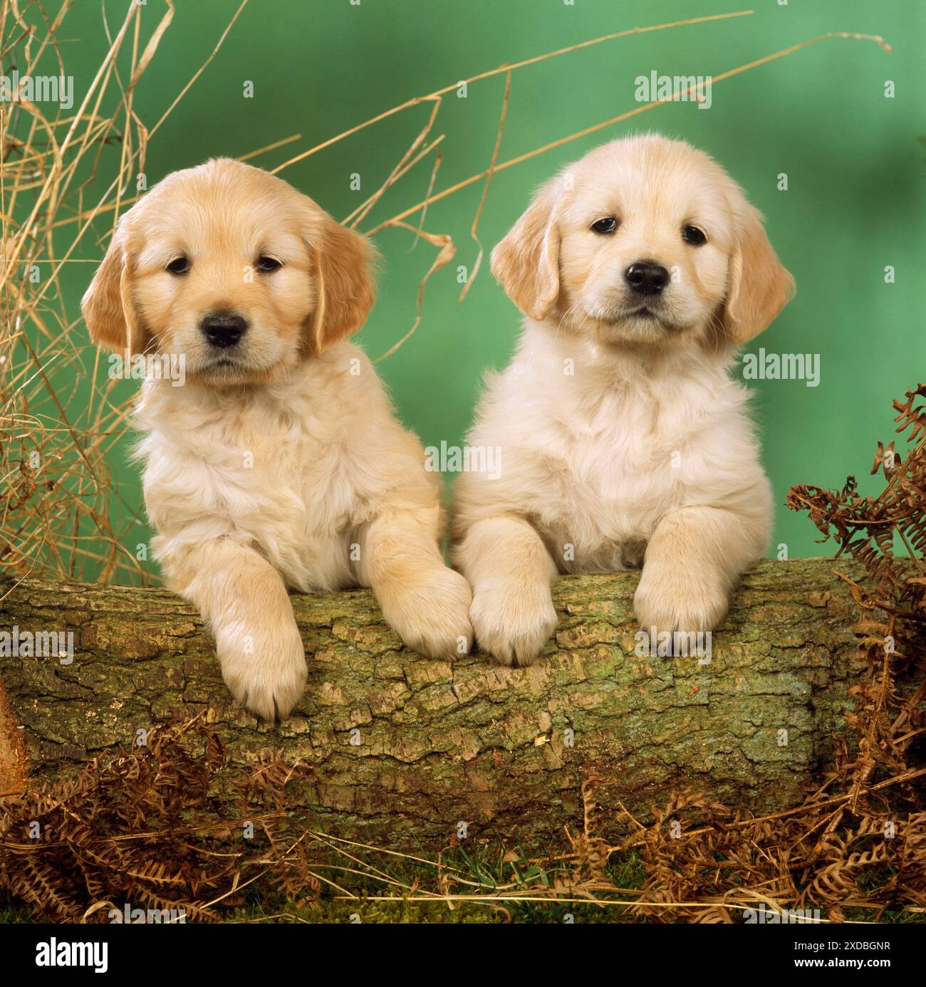 Golden retriever puppy front legs hi-res stock photography and images ...