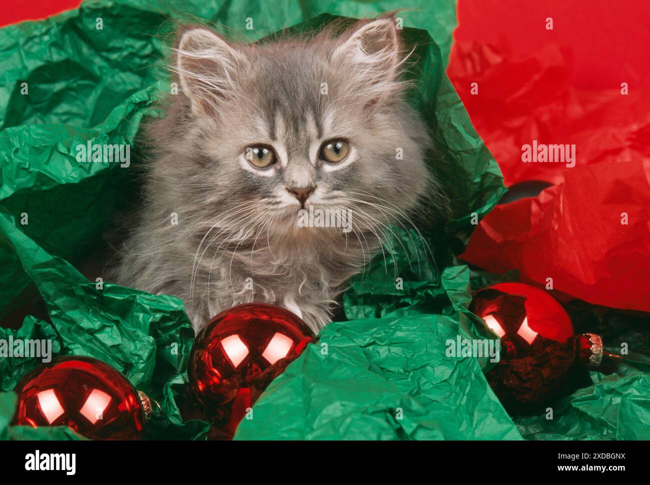 CAT - kitten with tissue paper and baubles Stock Photo - Alamy