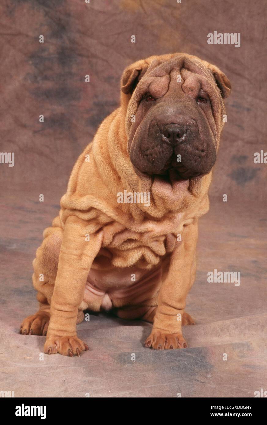 DOG - Shar Pei, sitting Stock Photo - Alamy