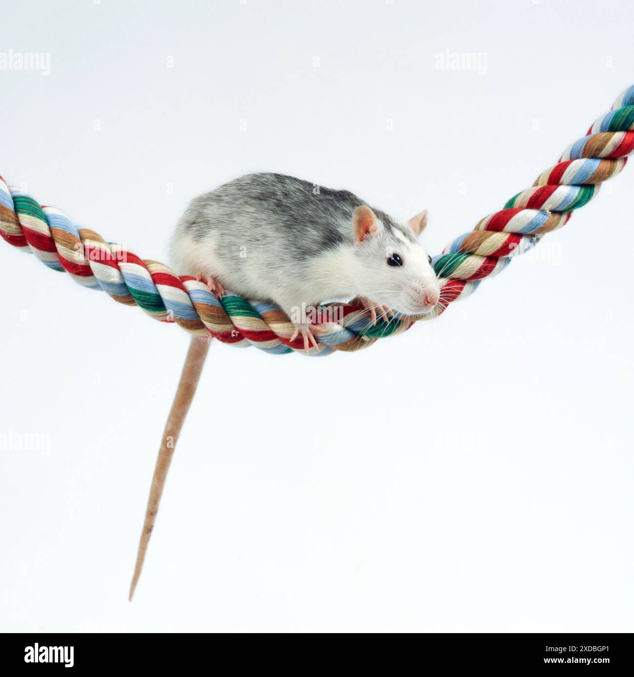 Rope animals hi-res stock photography and images - Alamy
