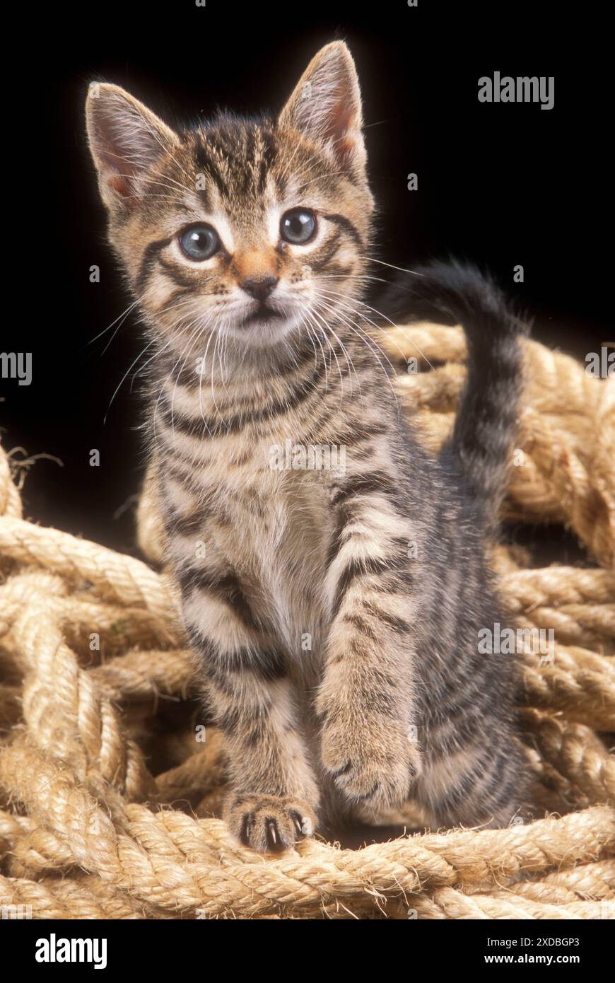 CAT - Tabby kitten in rope Stock Photo - Alamy