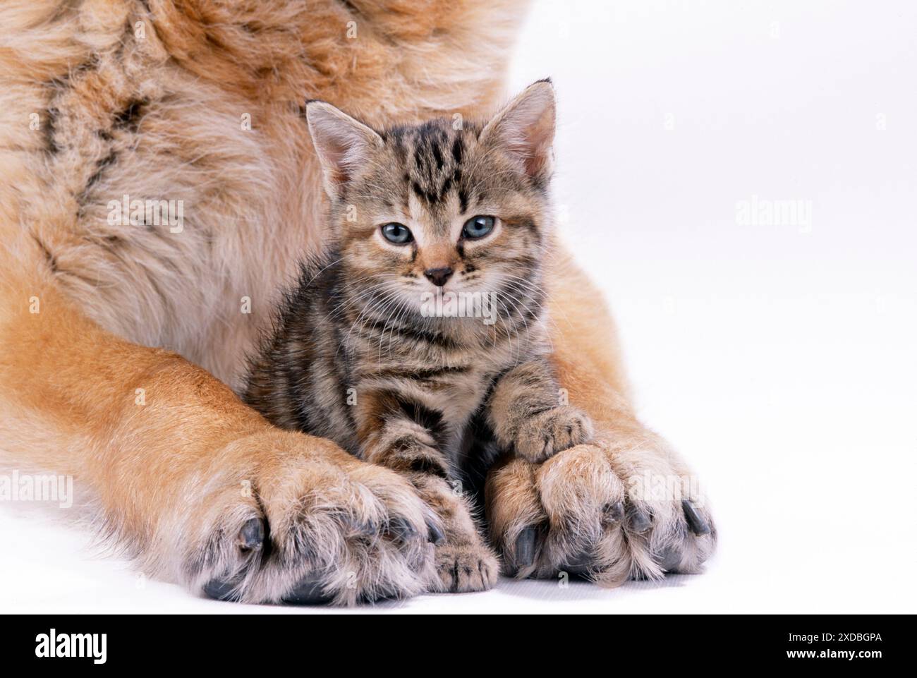 Large tabby cat hi-res stock photography and images - Alamy