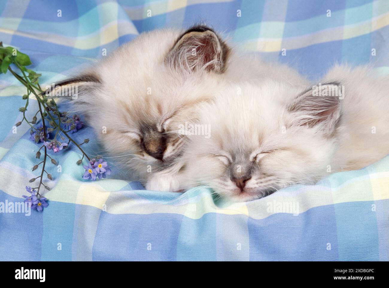 CATS - Seal Tabby and Blue Tabby Birman kittens Stock Photo - Alamy