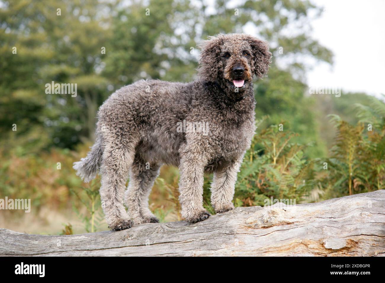 Dog - Labradoodle Stock Photo - Alamy