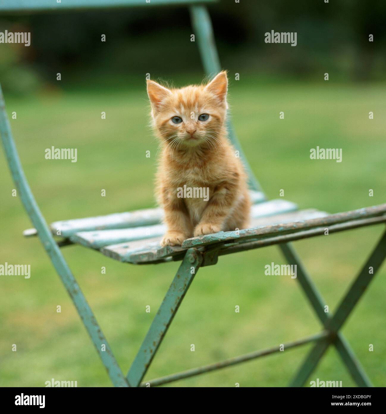 Very cute kitten on chair hi-res stock photography and images - Alamy