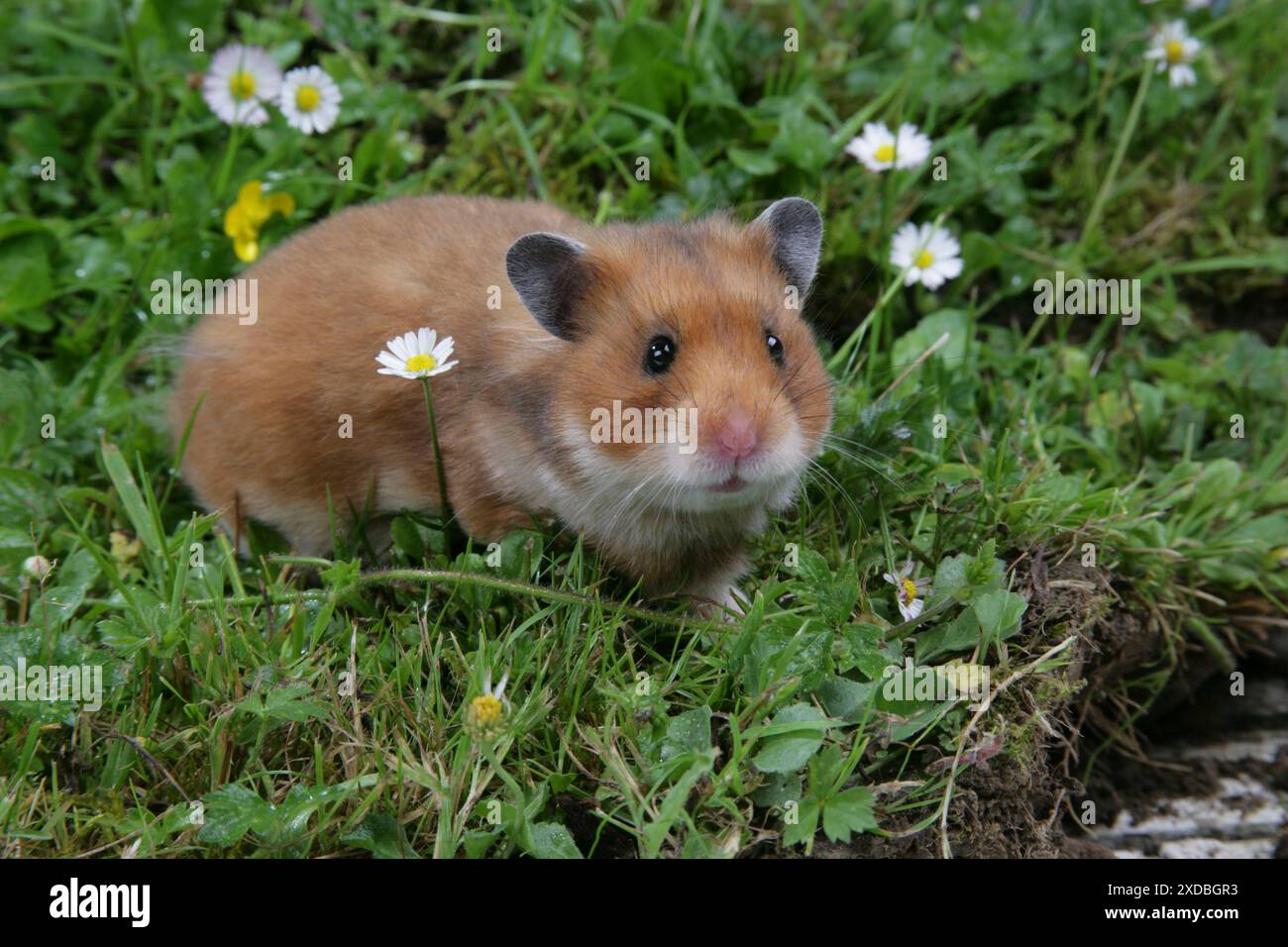 Syrian hamsters hi-res stock photography and images - Alamy
