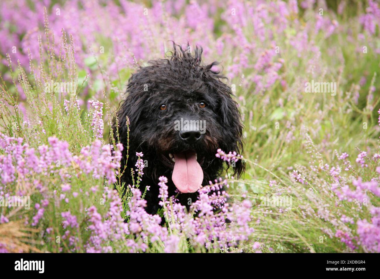 Black labradoodle sitting in field Stock Photo - Alamy