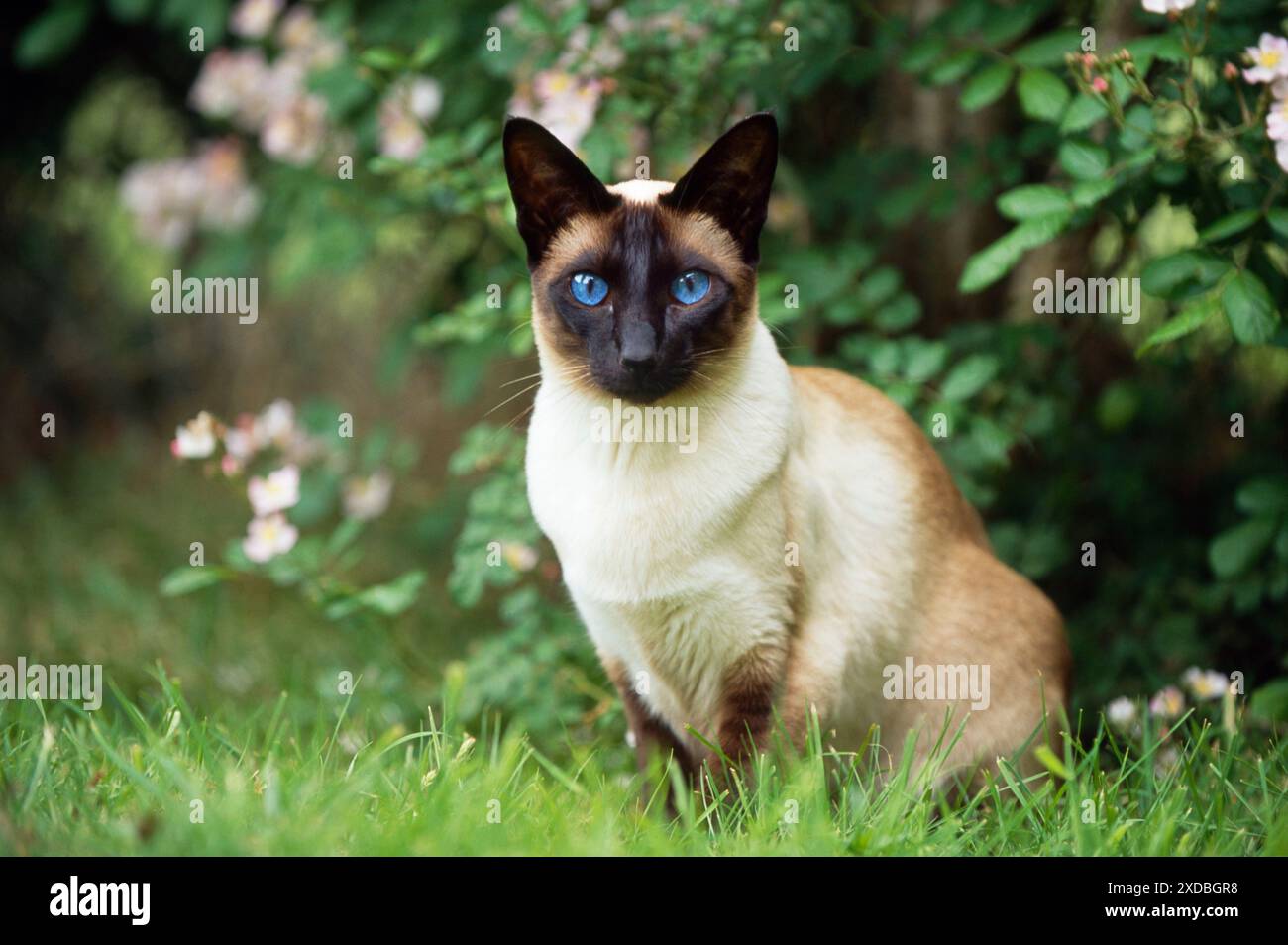 CAT Seal Point Siamese Stock Photo Alamy CAT Seal Point Siamese Stock Photo Alamy