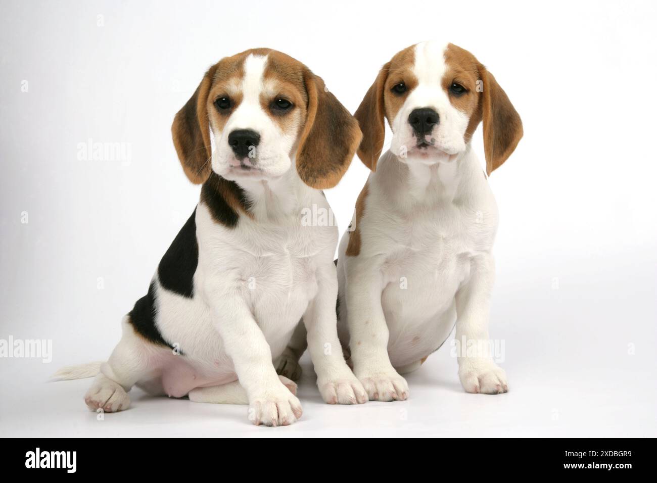 Dog - Beagle Puppies sitting down Stock Photo - Alamy