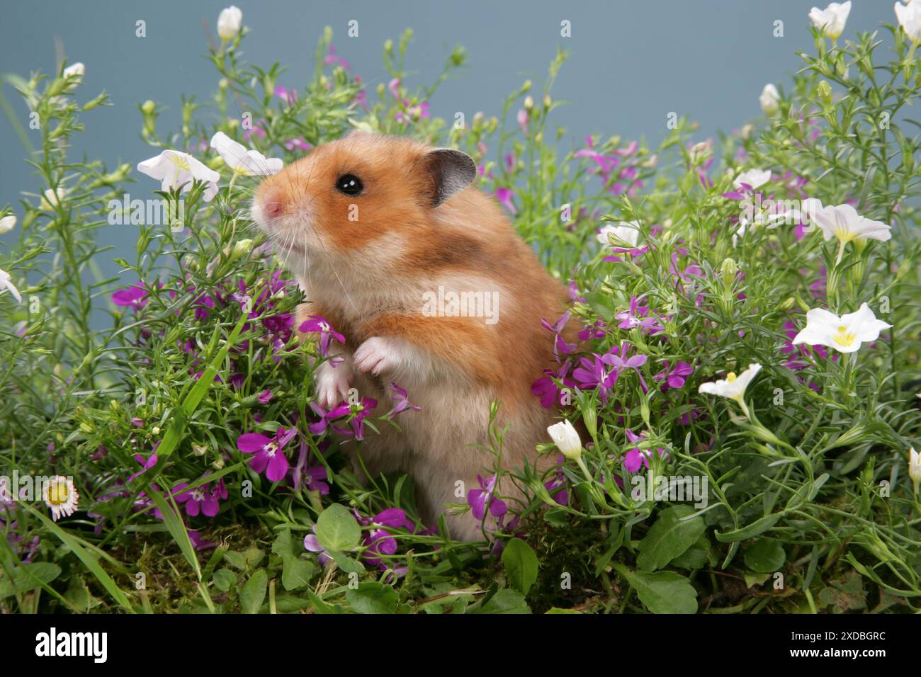 Syrian breeds hi-res stock photography and images - Alamy