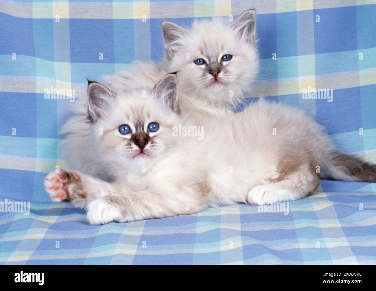 CATS - Blue Tabby and Seal Tabby Birman kittens Stock Photo - Alamy