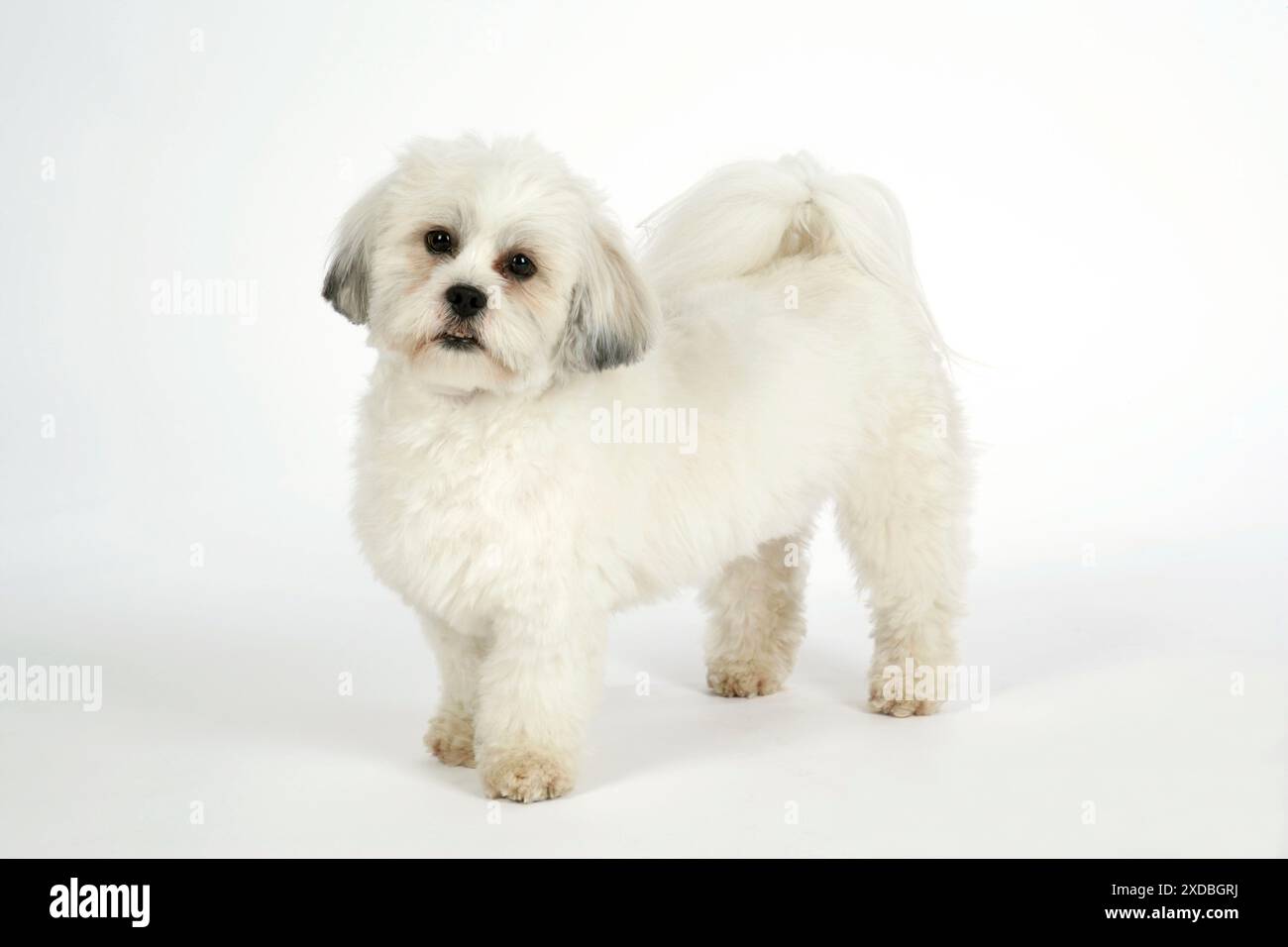 DOG - Lhasa Apso, in puppy cut, standing Stock Photo - Alamy
