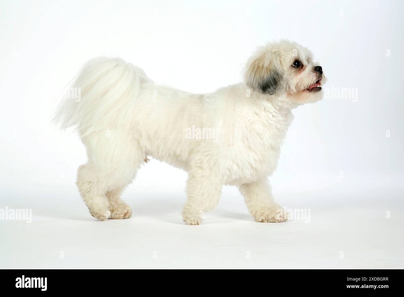 DOG - Lhasa Apso, in puppy cut, walking side view Stock Photo - Alamy